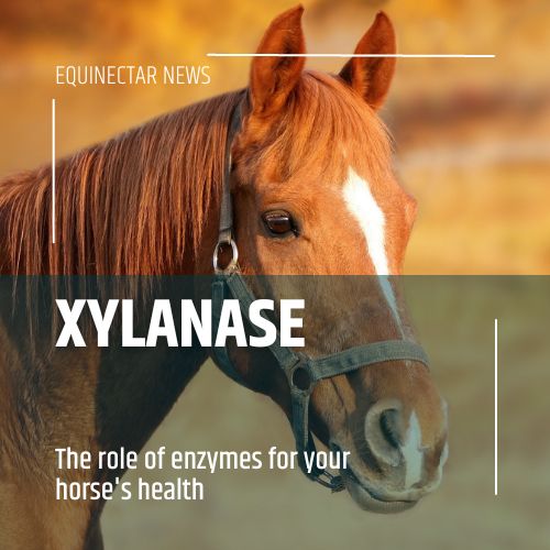 Xylanase | EquiNectar