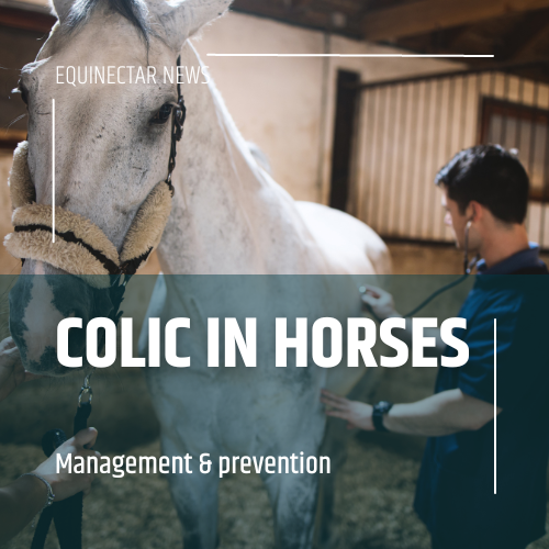 Colic in horses | EquiNectar