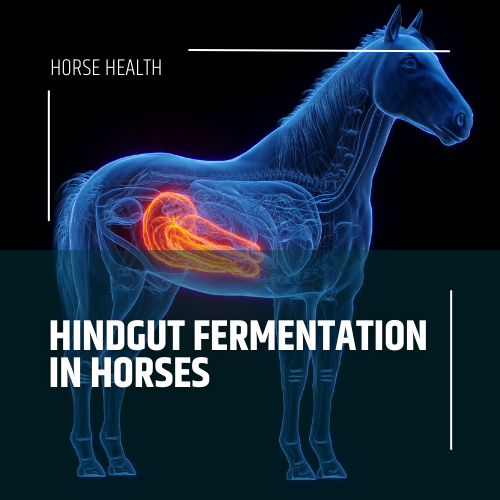 Hindgut Fermentation in Horses | EquiNectar