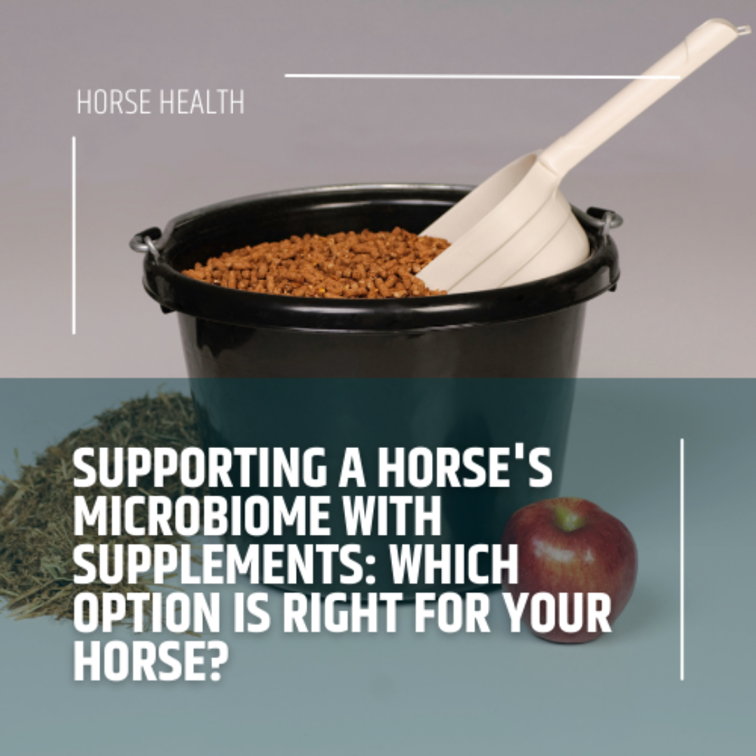 Supporting a horse’s microbiome with supplements: which option is right ...