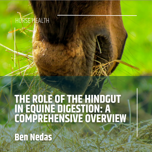 The Role of the Hindgut in Equine Digestion: A Comprehensive Overview ...