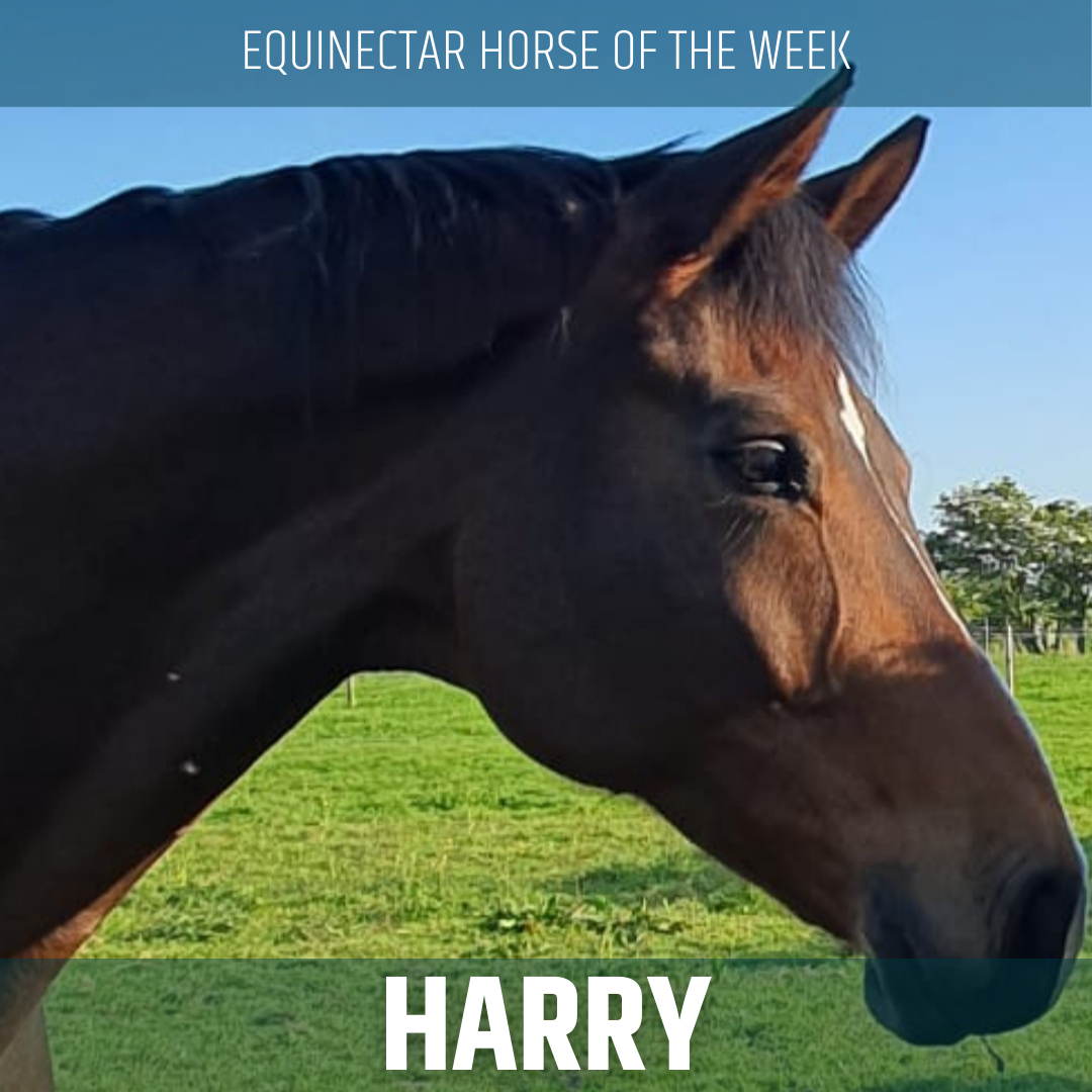 Horse of the Week – HARRY | EquiNectar