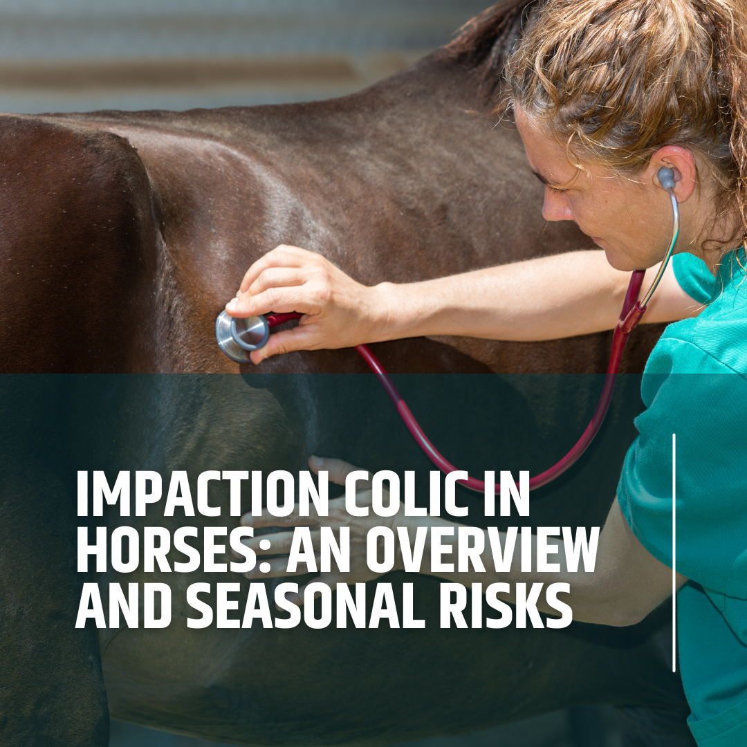Impaction Colic in Horses - Understanding and managing risks