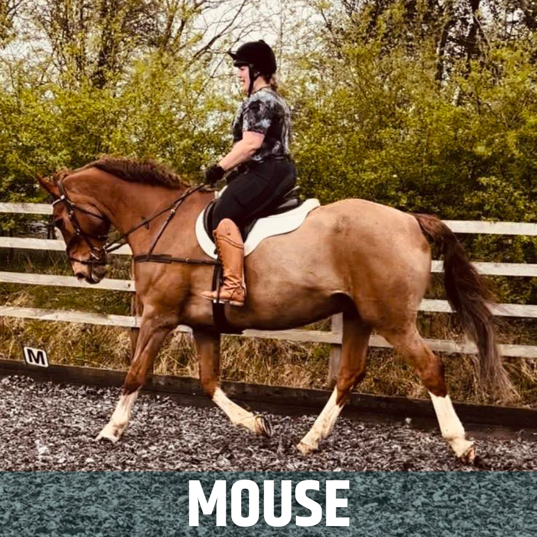 Horse of the Week – MOUSE | EquiNectar