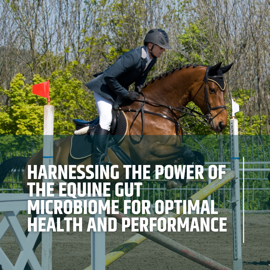 Harnessing the power of the equine gut microbiome for optimal health ...