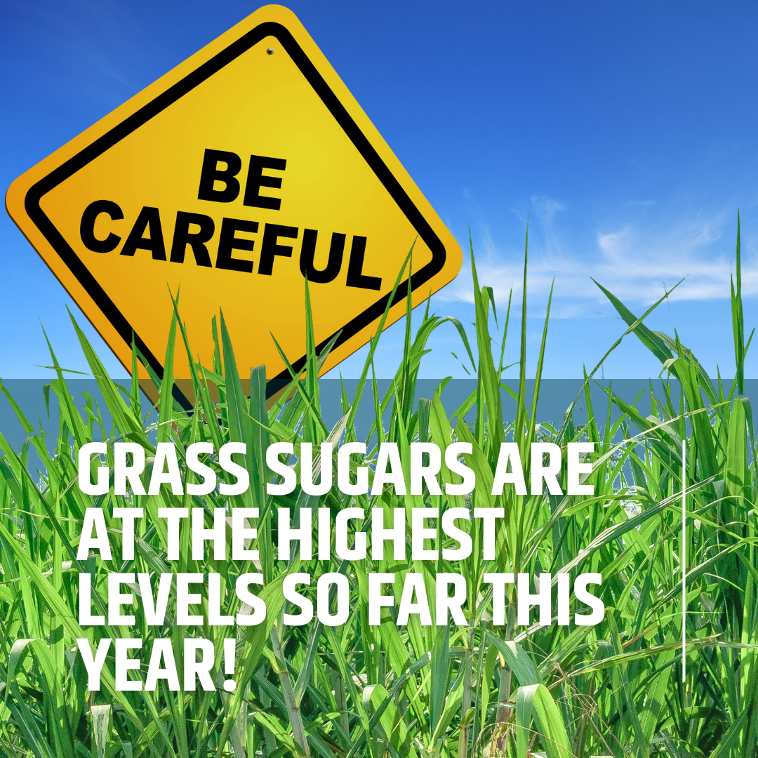 Grass Sugars are at Highest Levels So Far This Year | EquiNectar