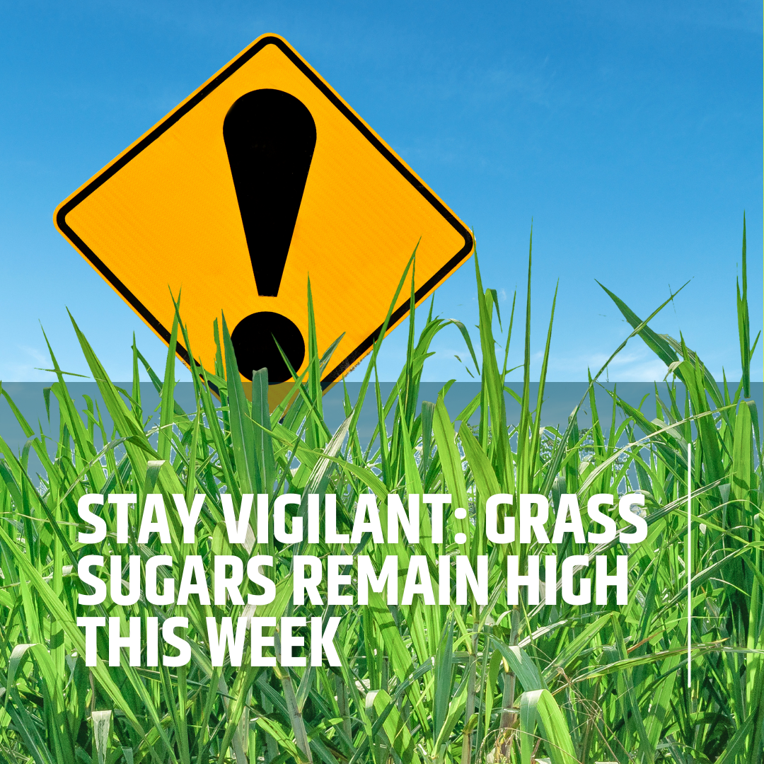 Stay Vigilant: Grass Sugars Remain High This Week | EquiNectar