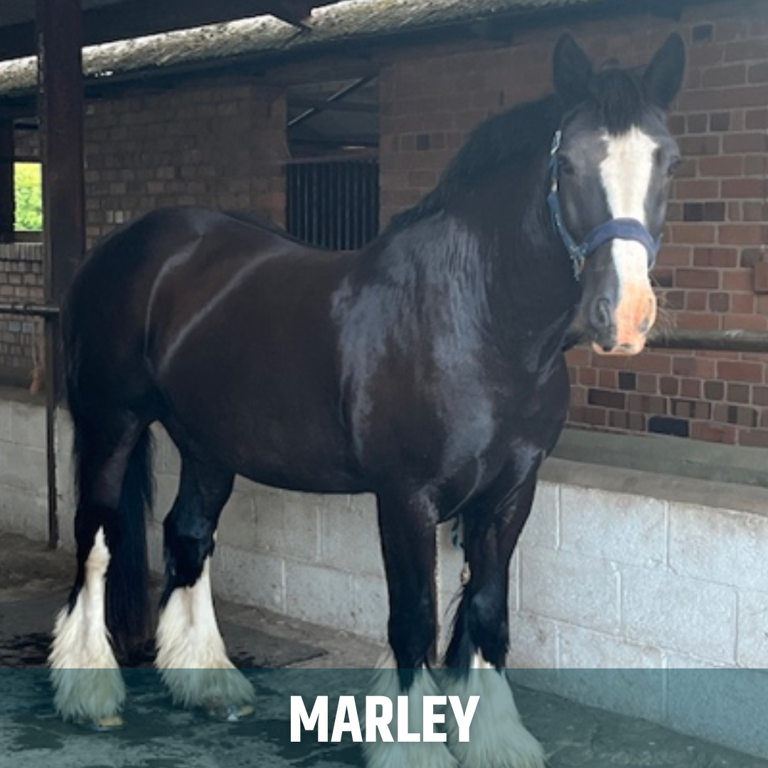 Horse of the week – MARLEY | EquiNectar