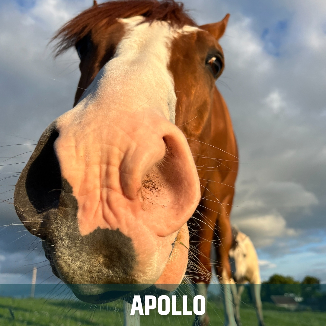 Cheval de la semaine - APOLLO