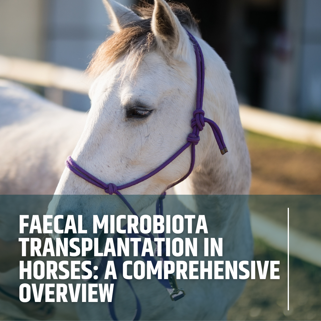 Faecal Microbiota Transplantation in Horses: A Comprehensive Overview ...