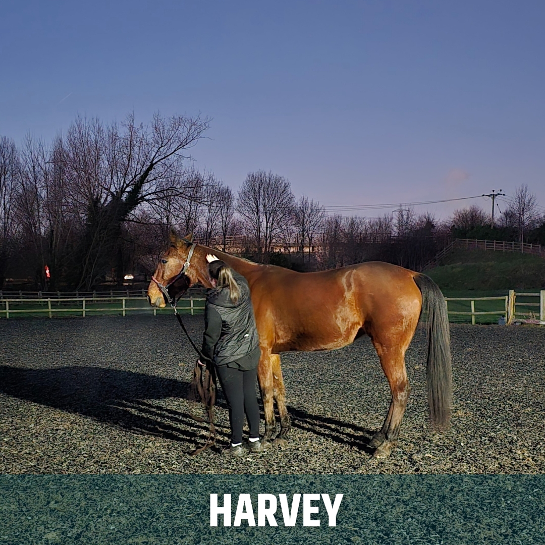 Horse of the week - Harvey