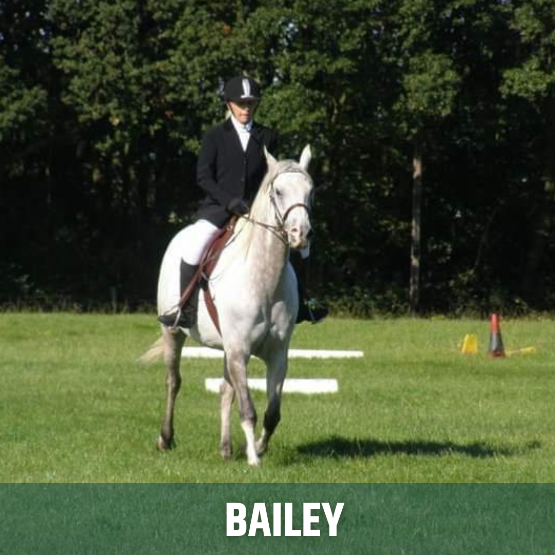 Horse of the week – BAILEY | EquiNectar