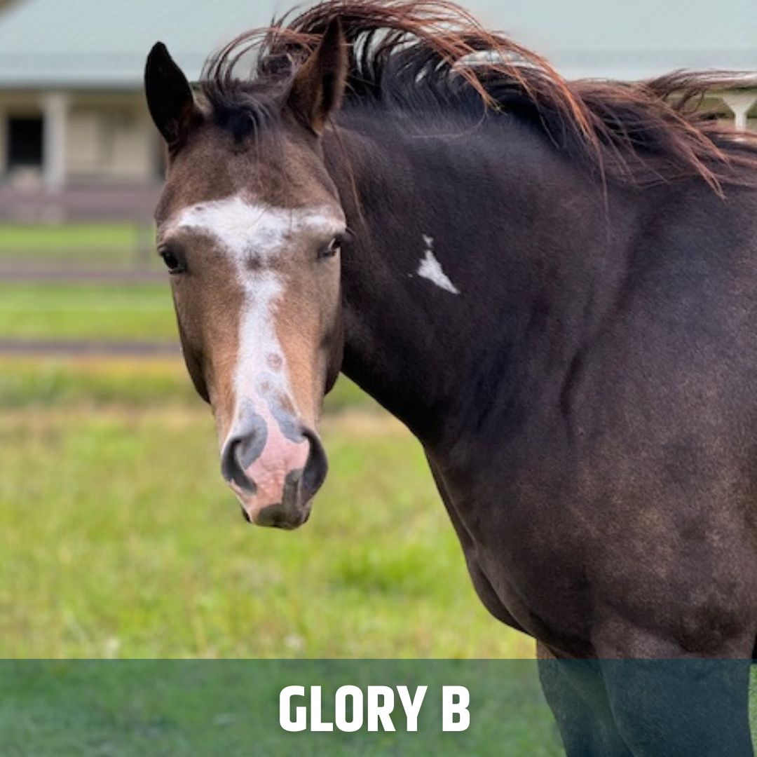 Horse of the week – Glory B | EquiNectar