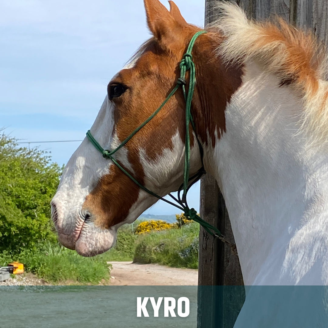 Horse of the week – KYRO | EquiNectar