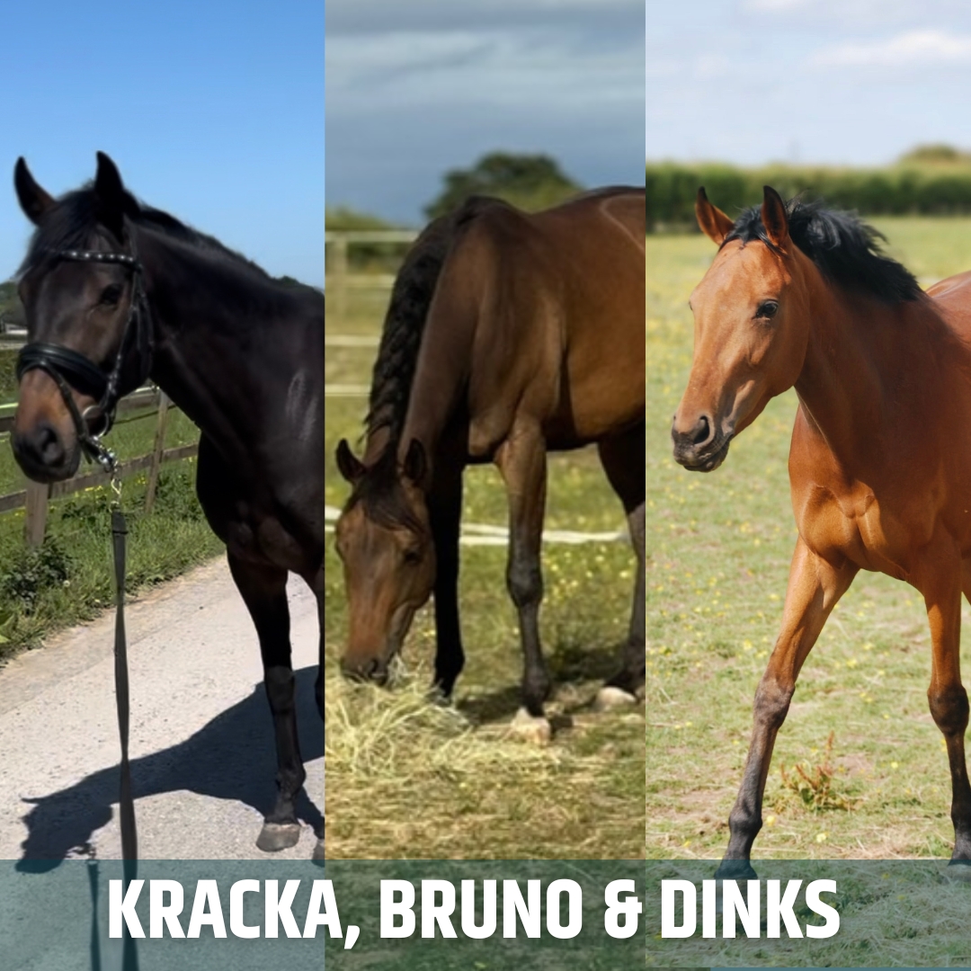 Horses of the week – Kracka, Bruno & Dinks | EquiNectar