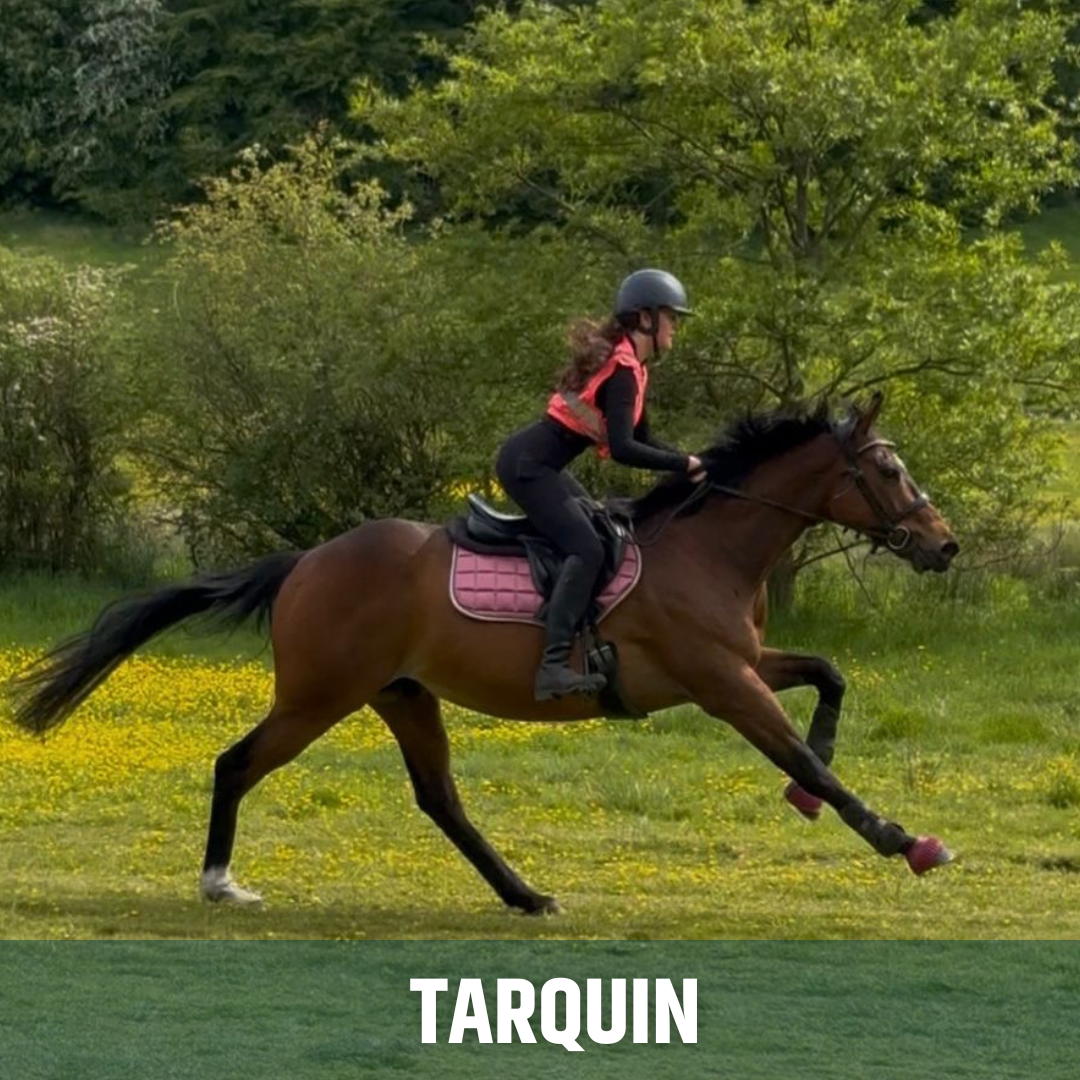 Horse of the week – TARQUIN | EquiNectar